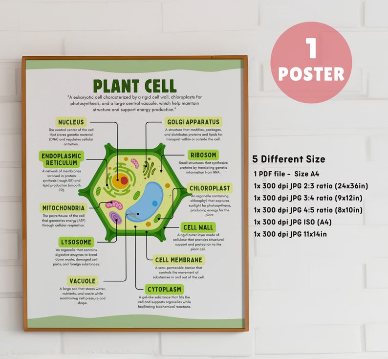 Plant Cell Structure Poster: Biology Classroom Art (digital Download ...