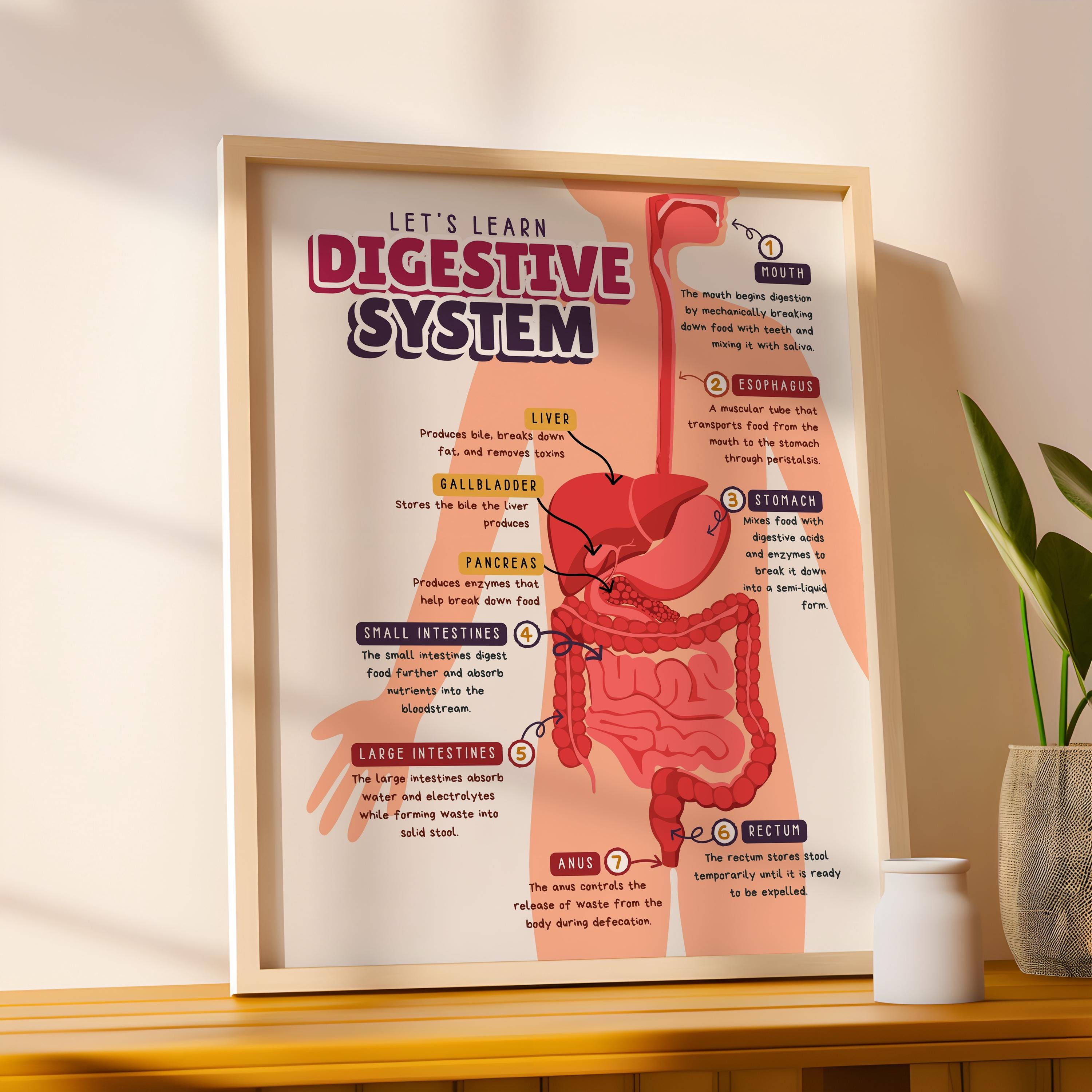 Human Digestive System Poster: Kids' Educational Science Art (digital ...