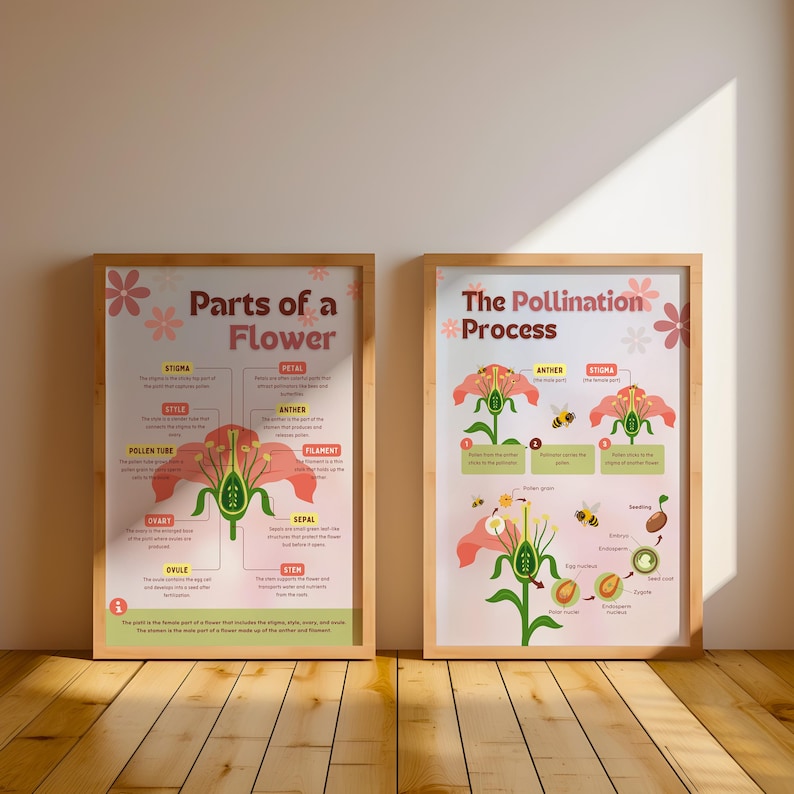 Flower Parts & Pollination Poster Set: Pink Science Classroom Art ...