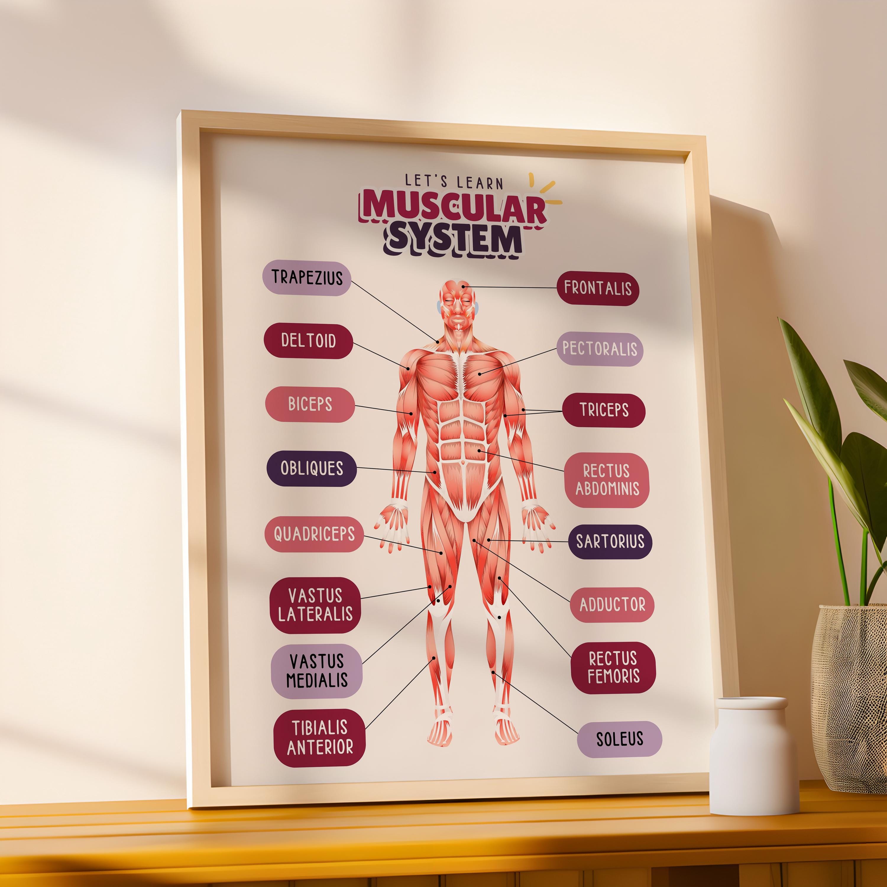 Muscular System Anatomy Poster: Human Body Learning Kit (digital Print ...