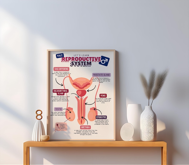 Male Reproductive System Poster: Anatomy Learning Kit (digital Download ...