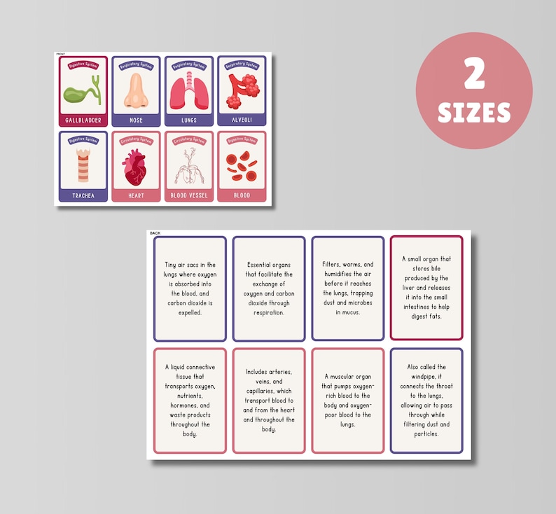 Human Body System Flashcards - Double Sided Flashcards - Science ...