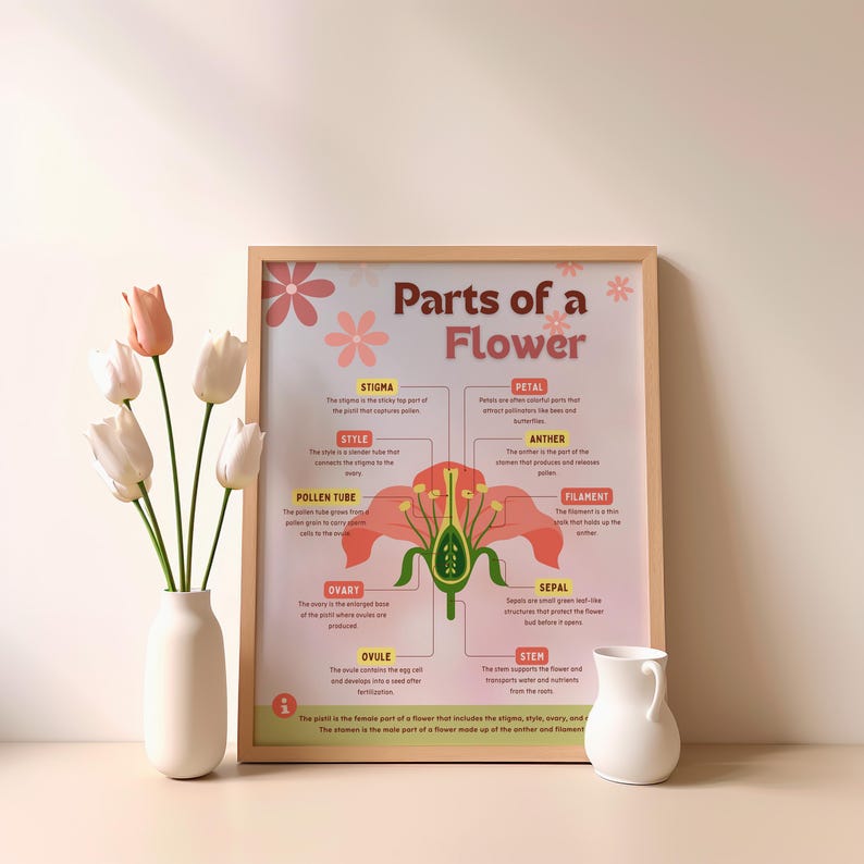 Parts of a Flower Poster – Elementary Biology Classroom Print (digital ...