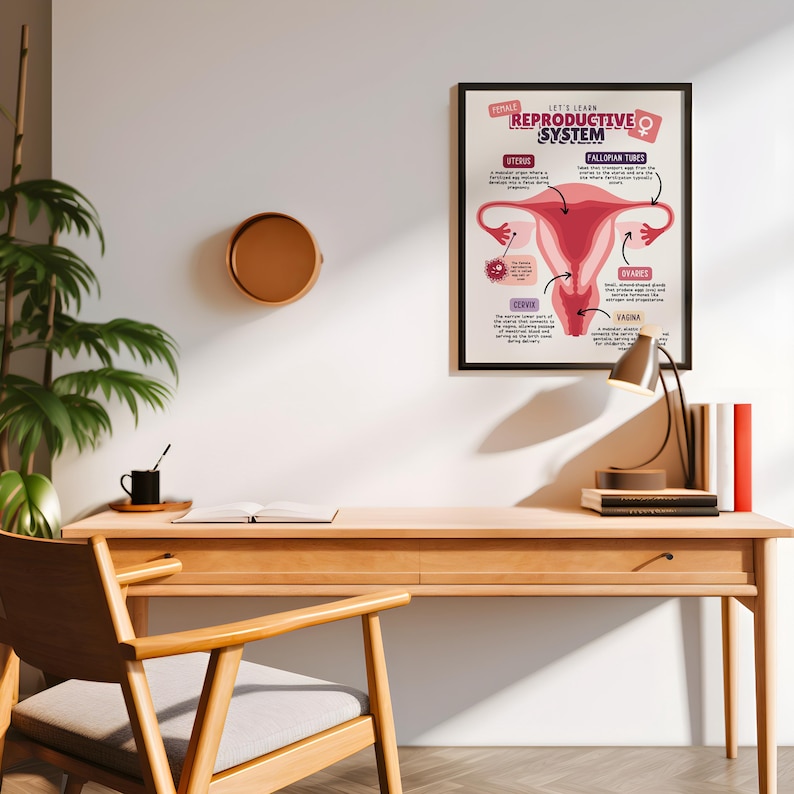 Female Reproductive System Poster: Anatomy Wall Art, Classroom Learning ...
