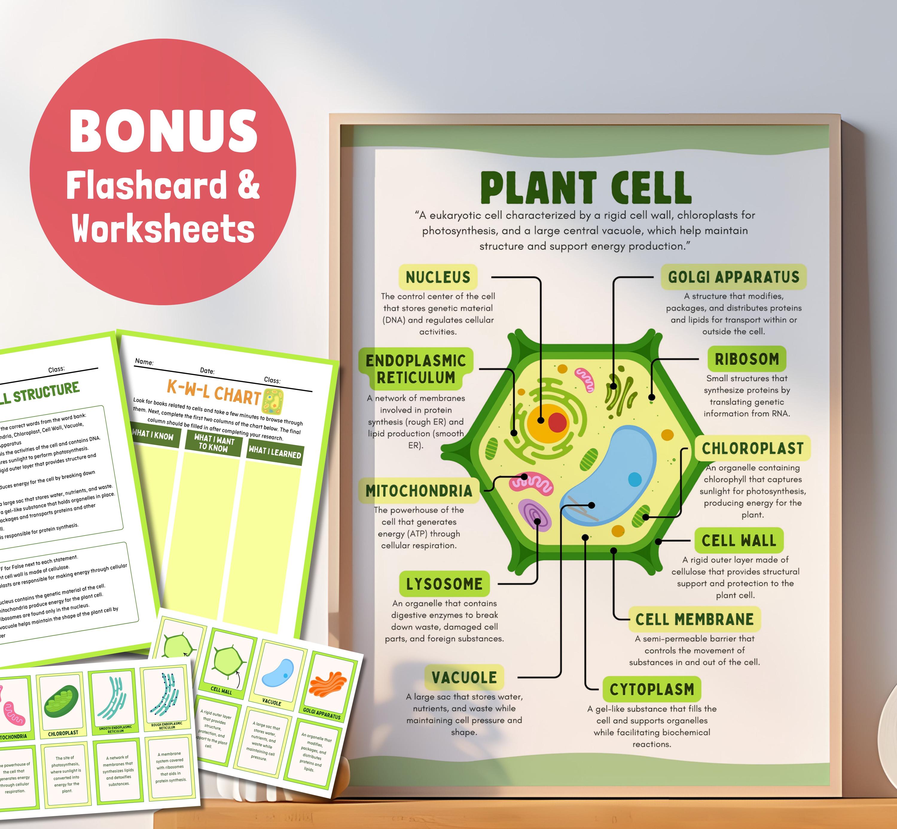 Plant Cell Structure Poster: Biology Classroom Art (digital Download ...