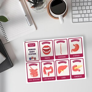 Human Body Flashcards: Double Sided Science Cards (digital Download) - Etsy