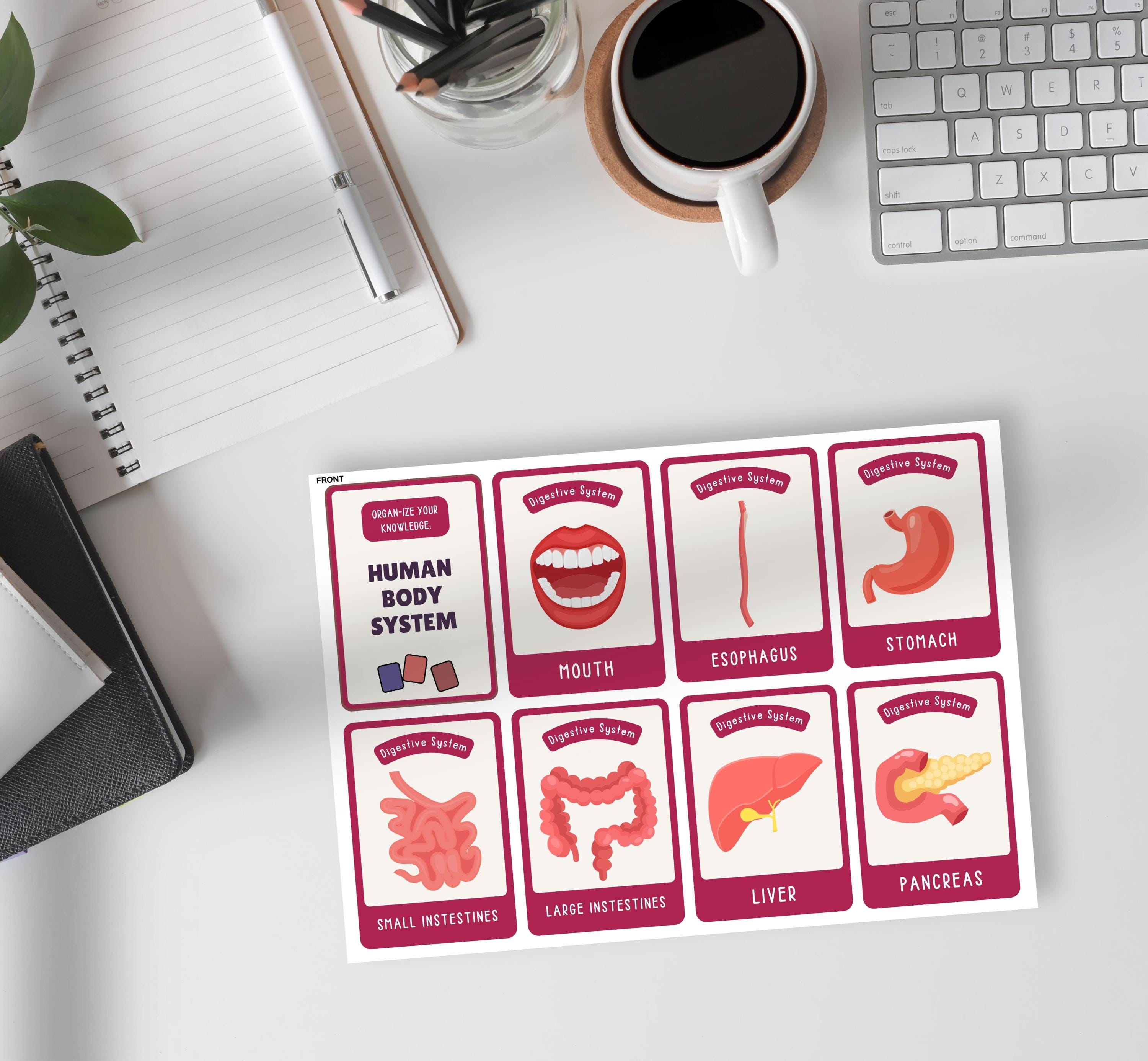 Human Body Flashcards: Double Sided Science Cards (digital Download) - Etsy