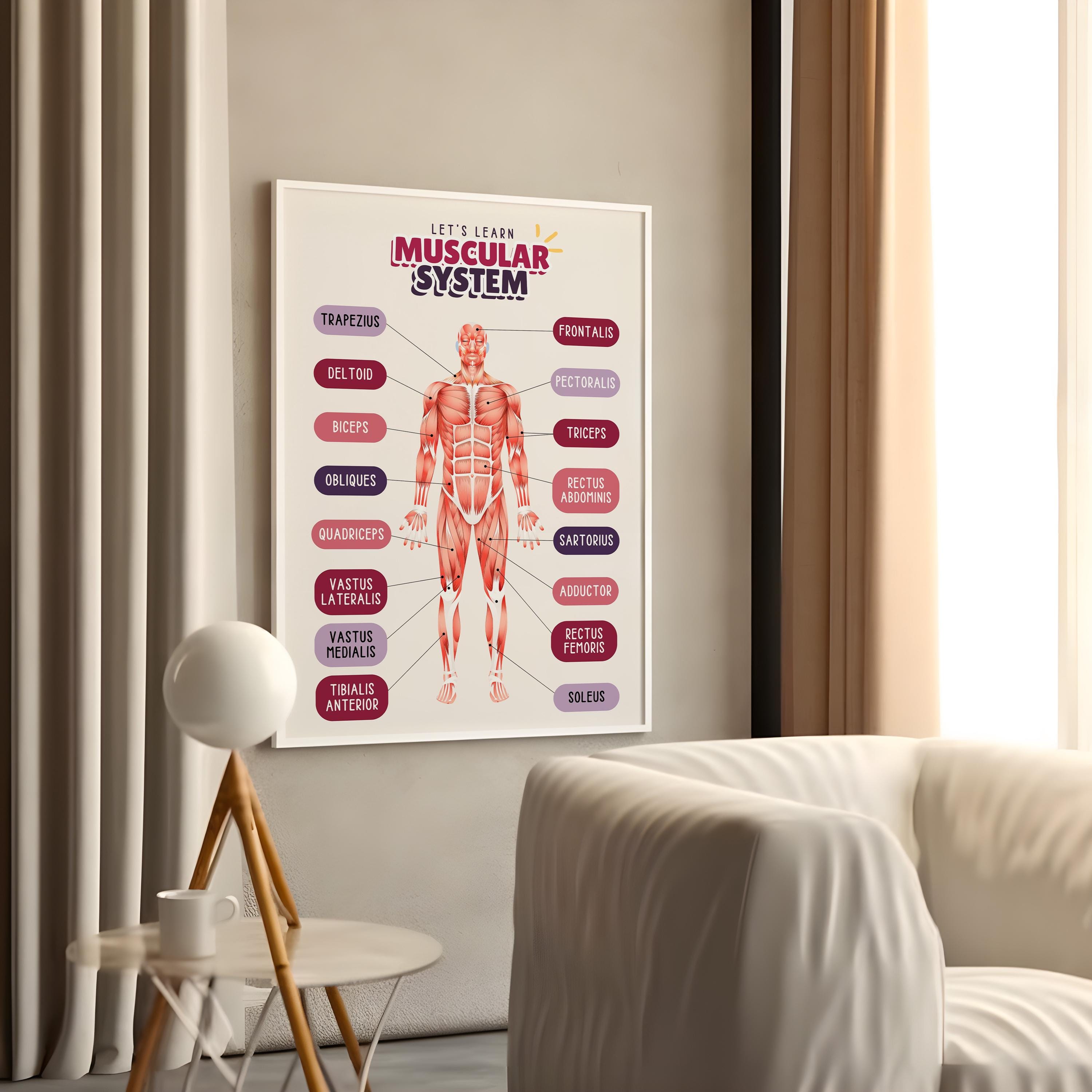 Muscular System Anatomy Poster: Human Body Learning Kit (digital Print ...