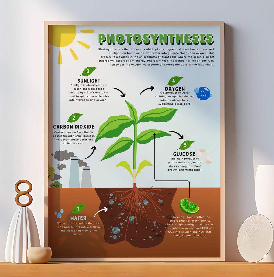 Photosynthesis Poster - Biology Educational Print - Photosynthesis ...