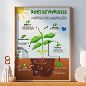 Photosynthesis Poster: Biology Classroom Decor (digital Print) - Etsy