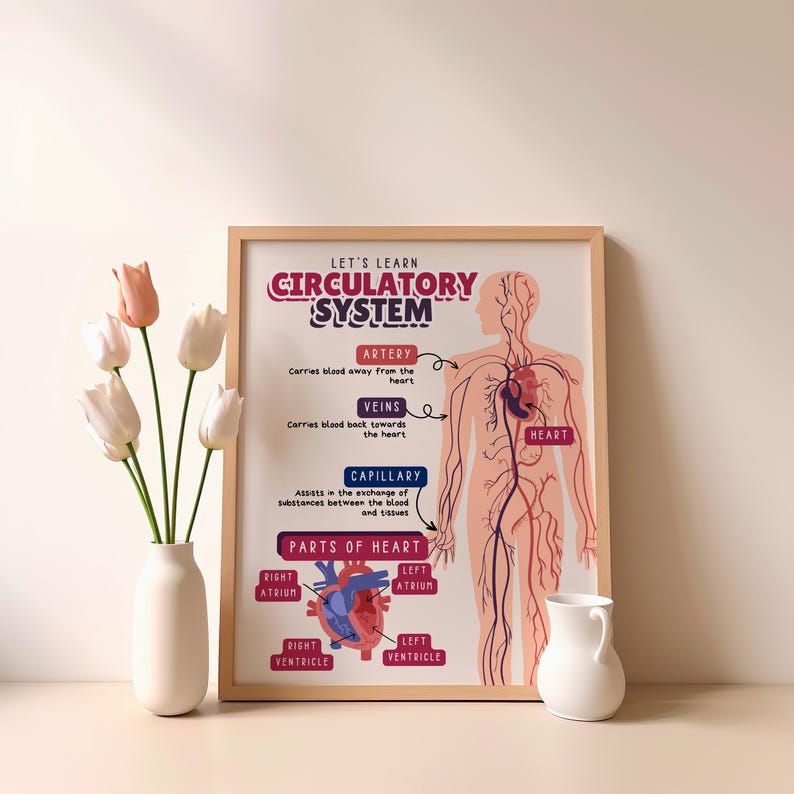 Circulatory System Print - Human Body System Poster - Anatomy Wall Art ...