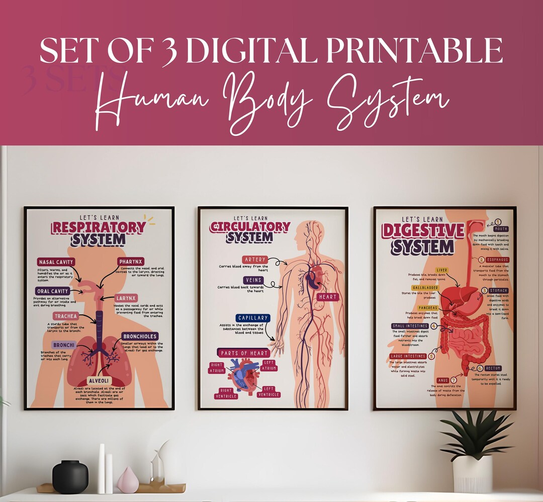 Human Body System Prints: Educational Posters for Kids (digital Print ...