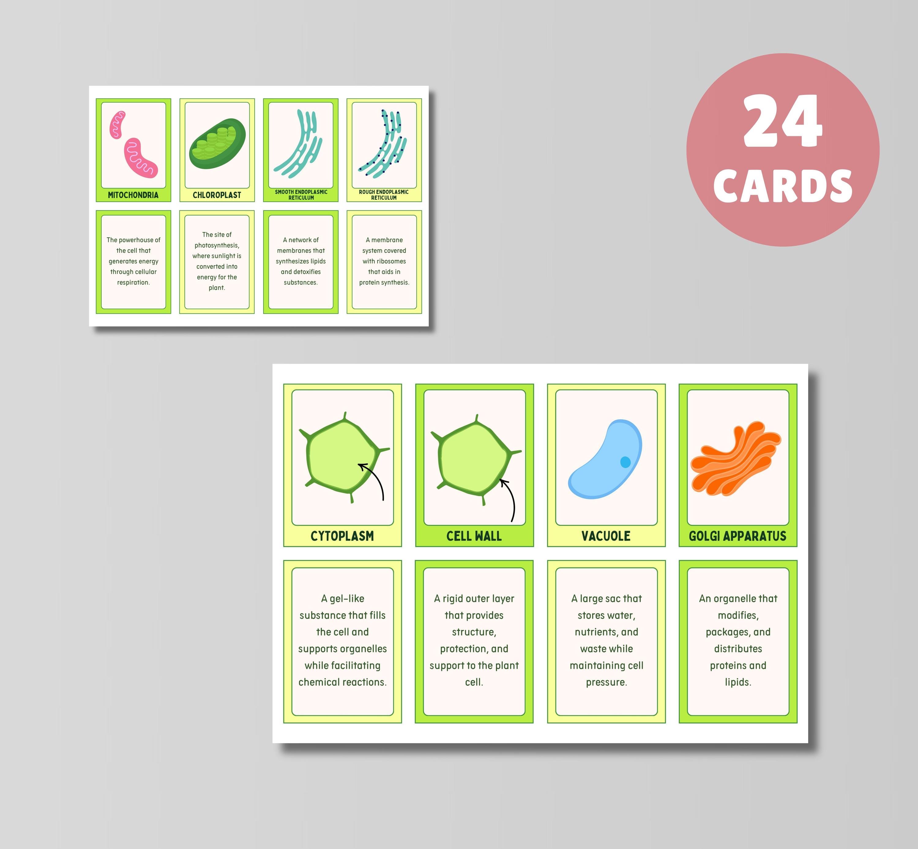 Plant Cell Structure Poster - Biology Educational Print - Science ...