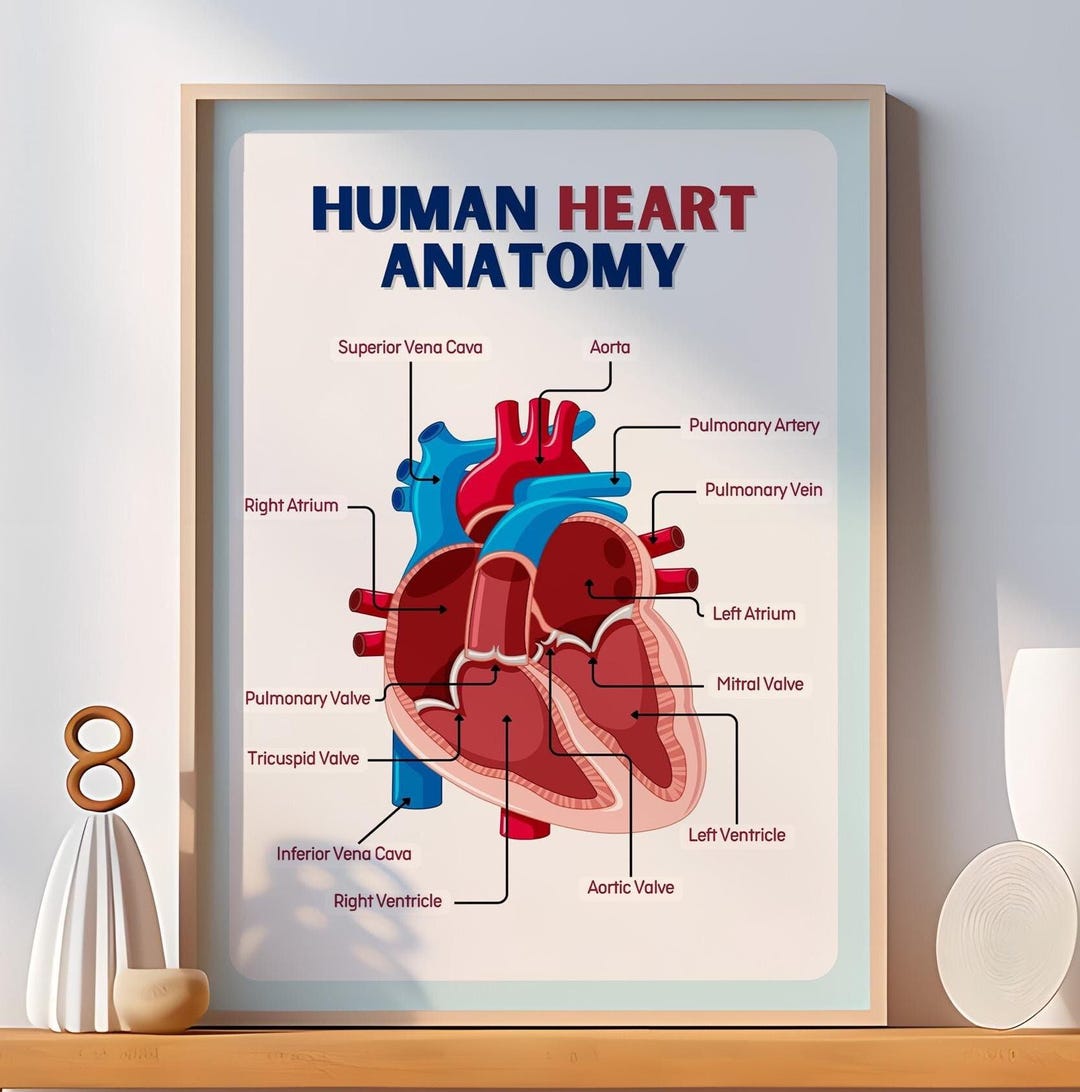 Anatomy of Heart Print - Human Body System Poster - Anatomy Wall Art ...