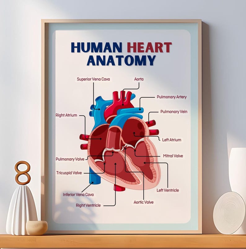 Anatomy of Heart Print - Human Body System Poster - Anatomy Wall Art ...