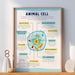 Animal Cell Structure Poster - Biology Educational Print - Science ...