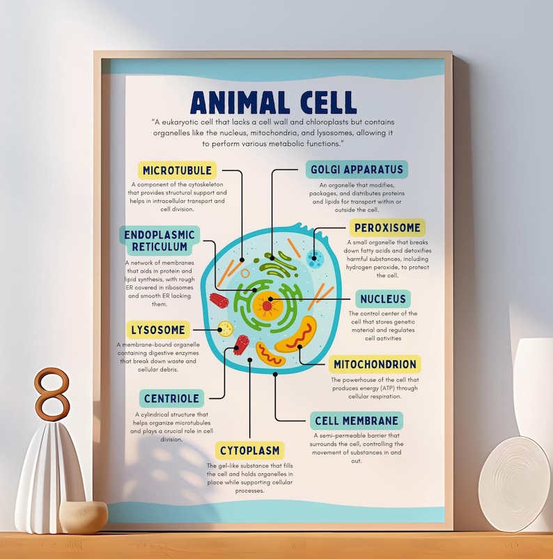 Animal Cell Structure Poster: Biology Classroom Decor (digital Download ...