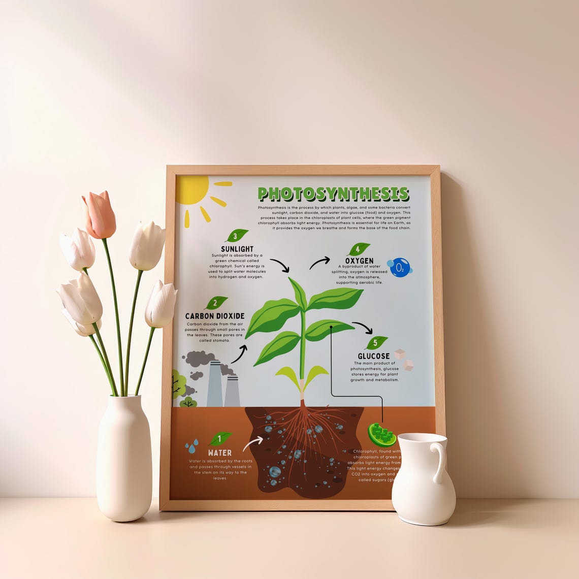 Photosynthesis Poster - Biology Educational Print - Photosynthesis ...