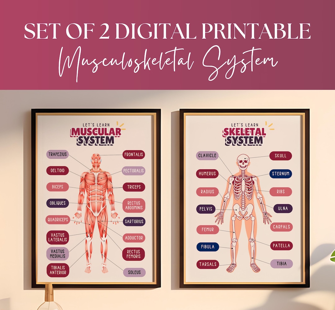 Musculoskeletal System Print Set: Anatomy Education Wall Art (digital ...