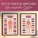 Circulatory System Print - Human Body System Poster - Anatomy Wall Art ...
