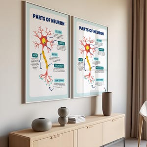 Neuron Anatomy Poster: Biology Classroom Wall Art (digital Download) - Etsy