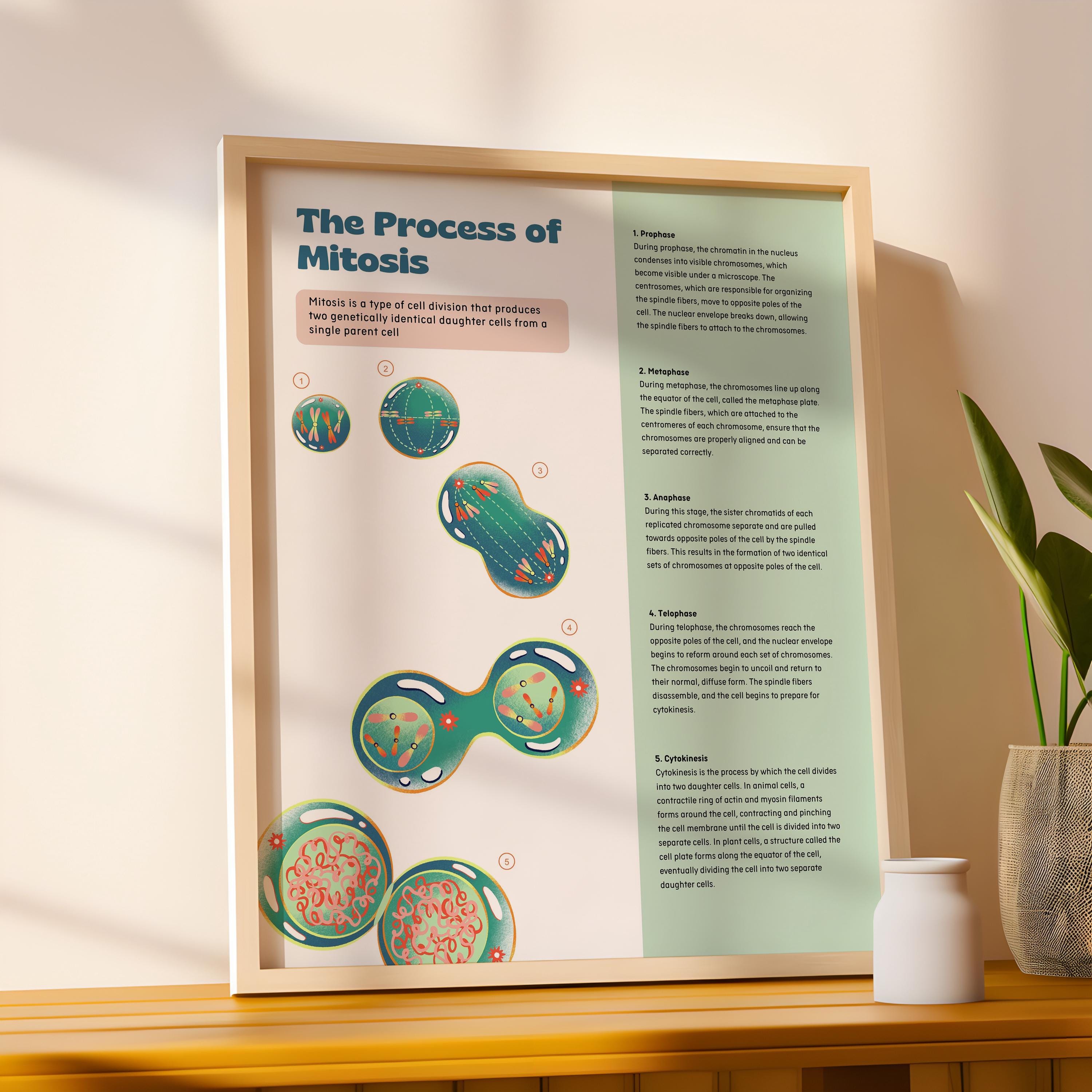 Mitosis Biology Poster: Cell Cycle Educational Print (digital Print A4 ...