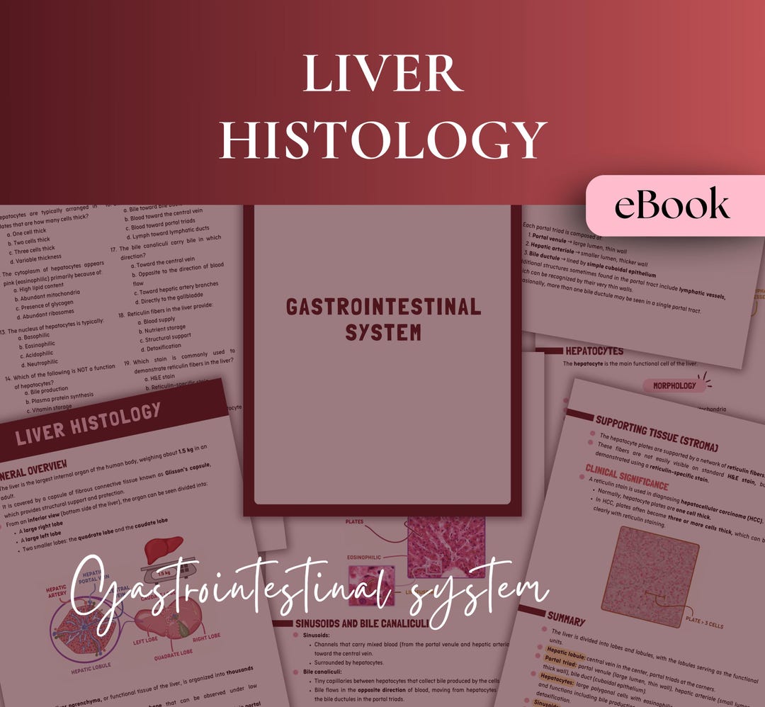 Liver Histology Ebook: Medical Lecture Notes (PDF Digital Download) - Etsy