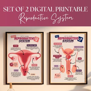 Set of 2 Human Reproductive System Print - Education Poster for Kids ...