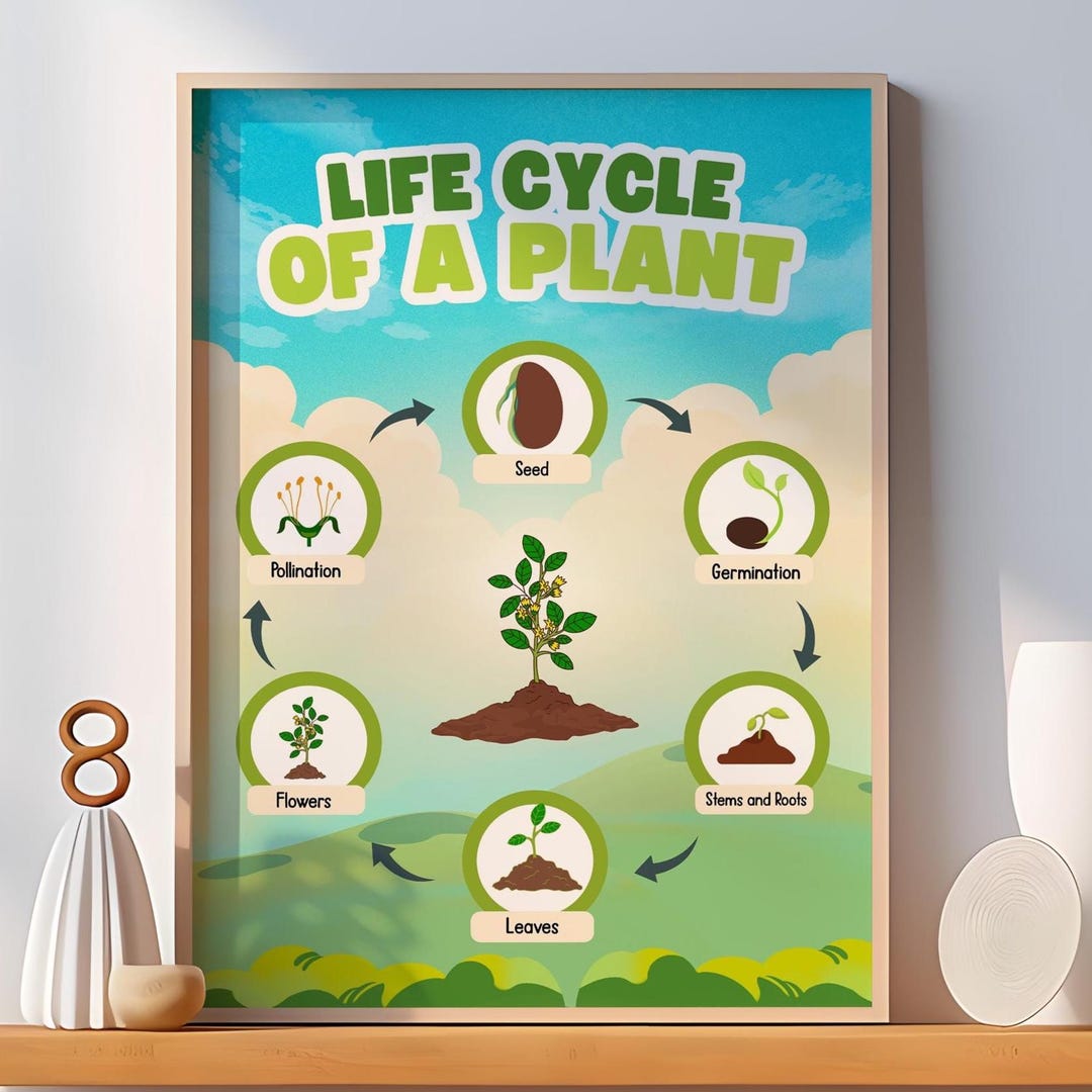 Life Cycle of a Plant Poster | Seed Germination, Growth, Flowering ...