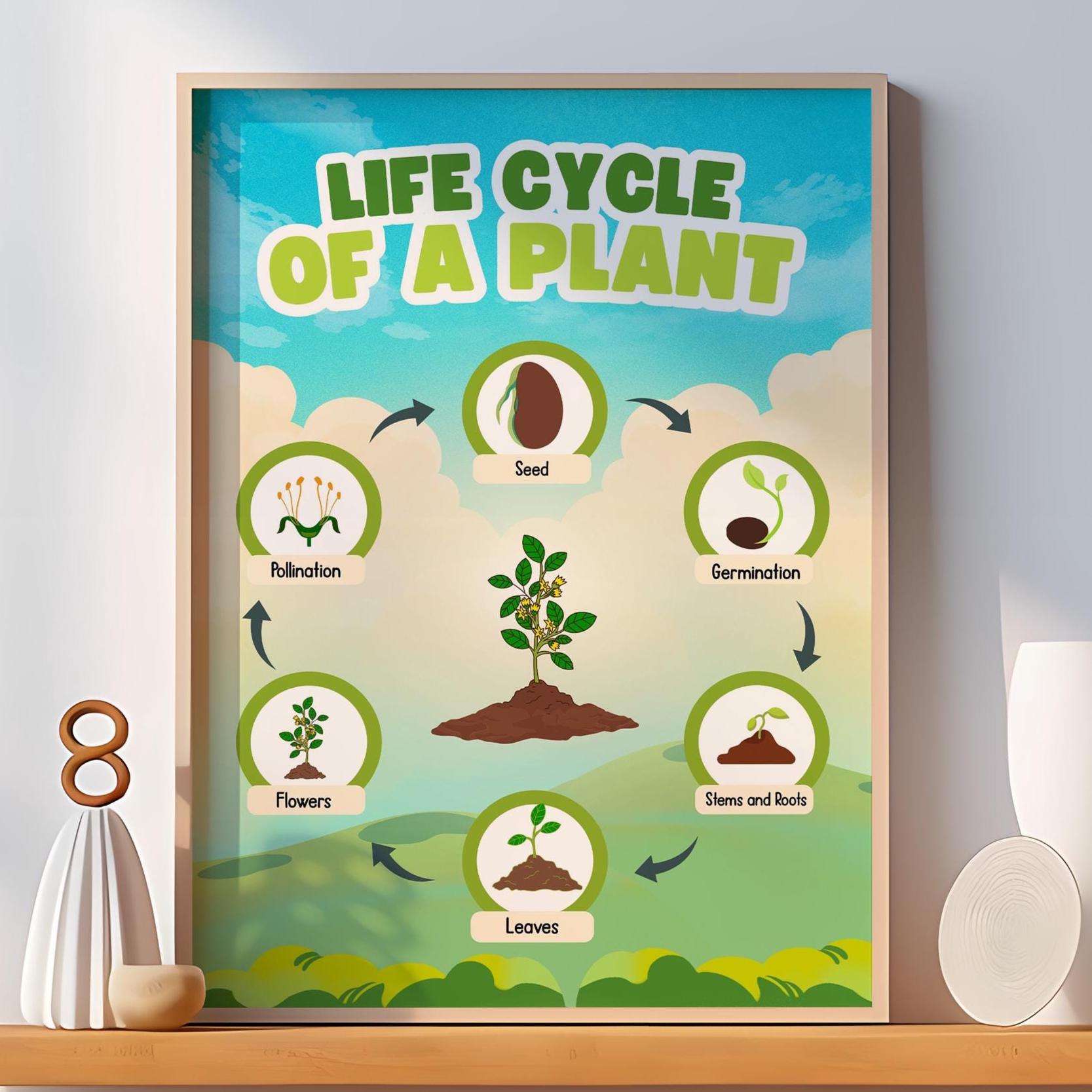 Life Cycle of a Plant Poster | Seed Germination, Growth, Flowering ...