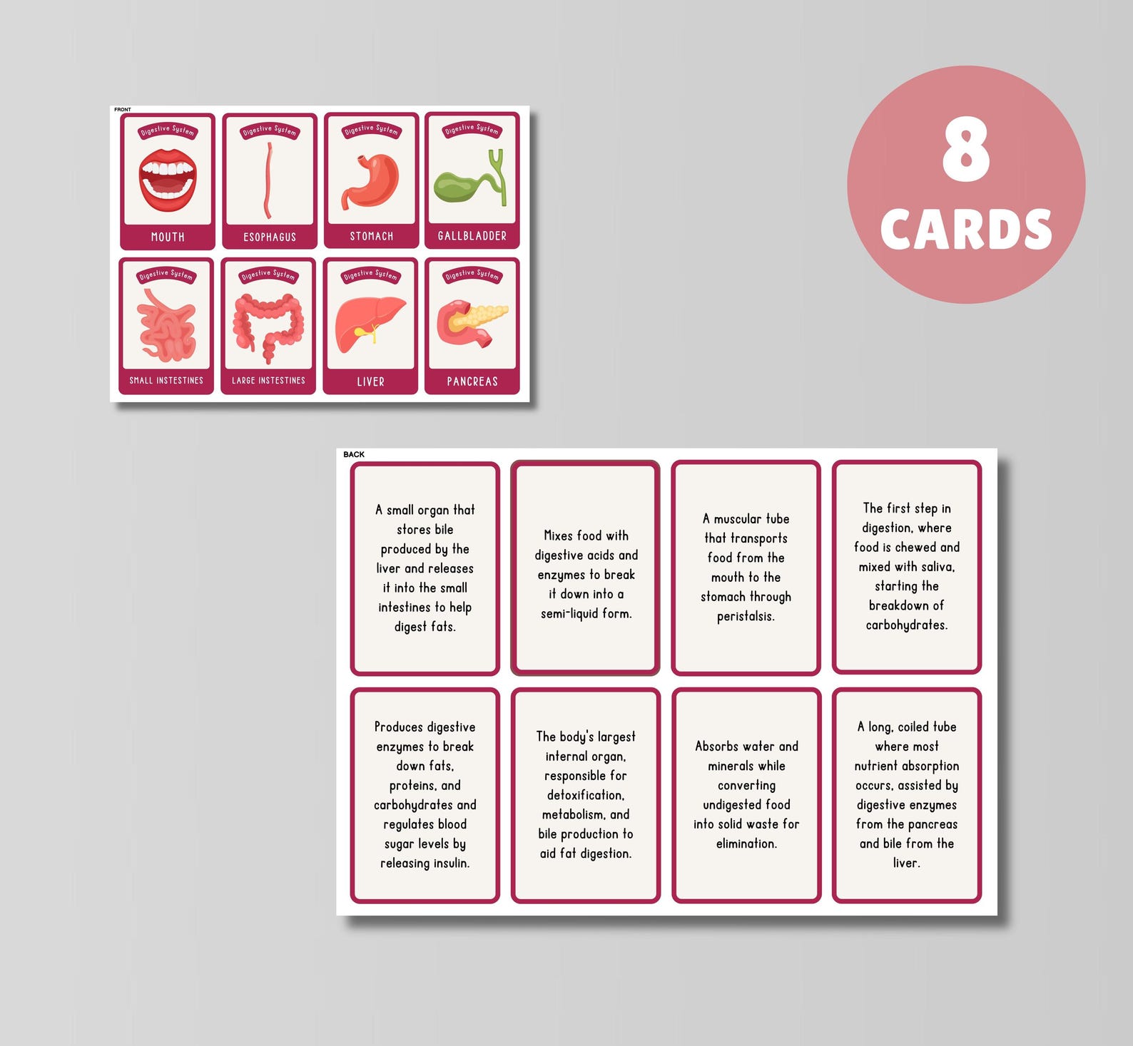 Human Digestive System Poster: Kids' Educational Science Art (digital ...