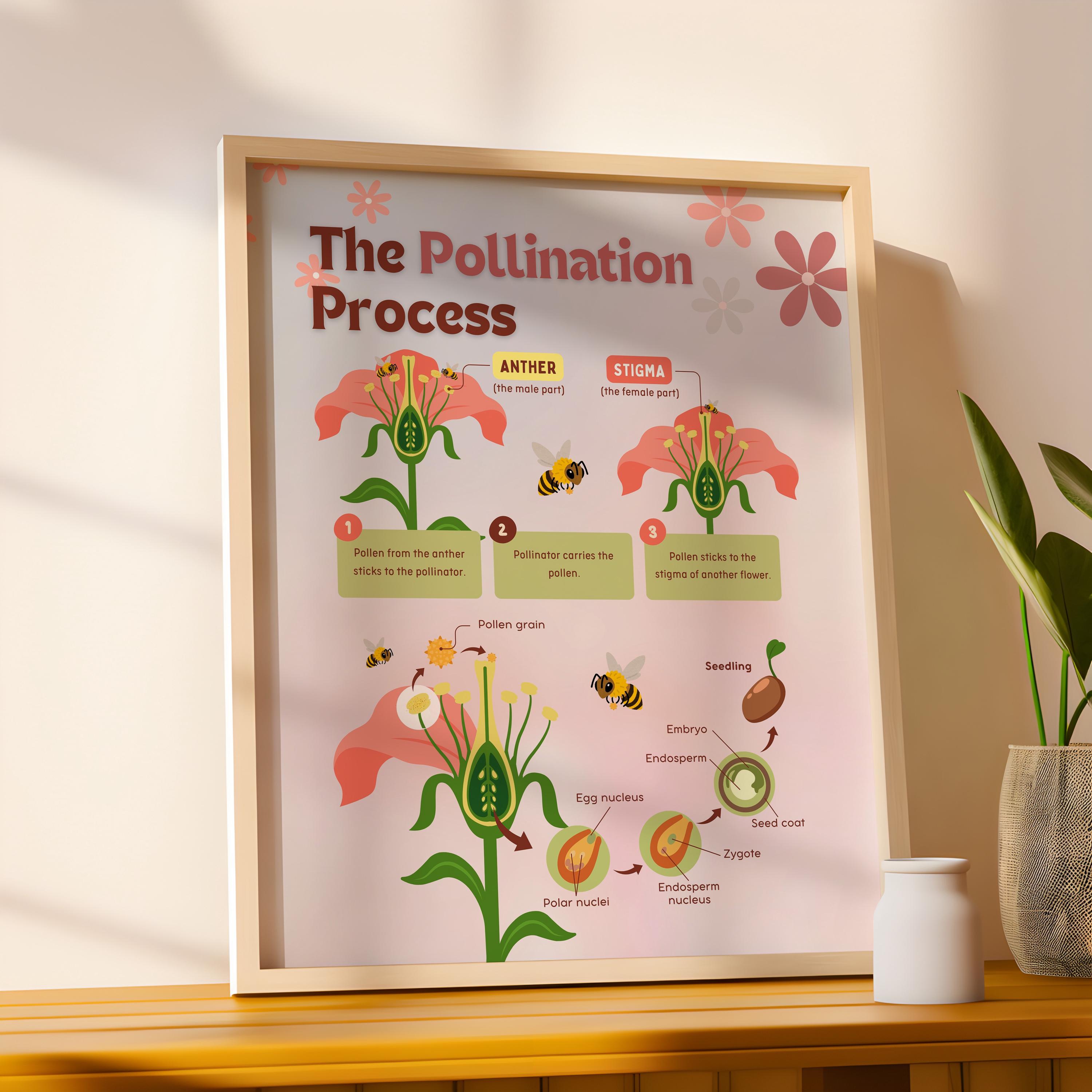 Flower Pollination Diagram – Pink Science Classroom Art (digital Print ...
