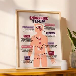 Endocrine System Poster: Anatomy Wall Art for Kids (digital Download ...