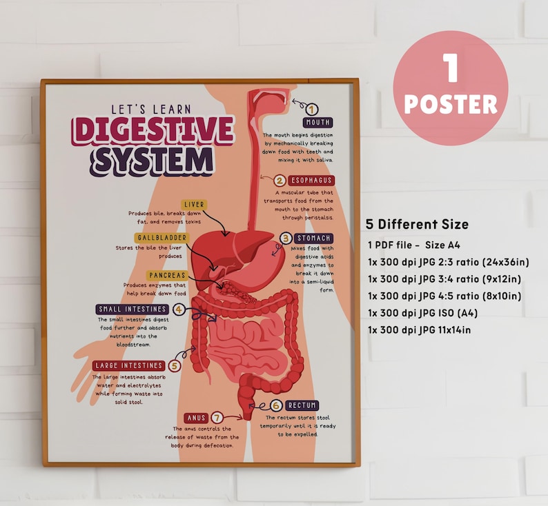 Human Digestive System Poster: Kids' Educational Science Art (digital ...