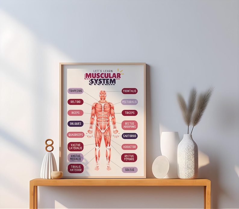 Muscular System Anatomy Poster: Human Body Learning Kit (digital Print) - Etsy