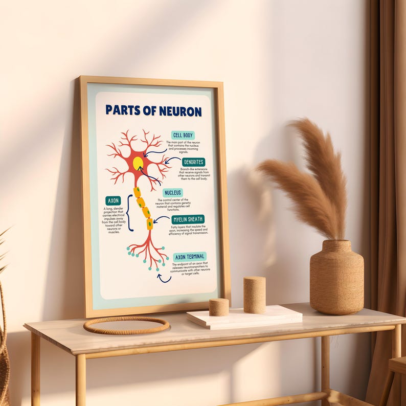 Neuron Anatomy Poster: Biology Classroom Wall Art (digital Download) - Etsy