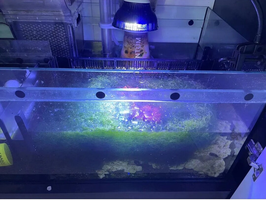 1 or 2 Cups Cheap Chaeto Macro Algae Clean With Pods Home Grown - Etsy