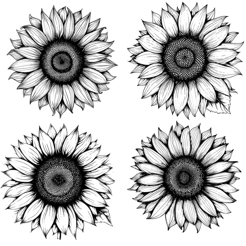 Sunflower PNG Instant Download Hand-sketched Kansas State Flower ...