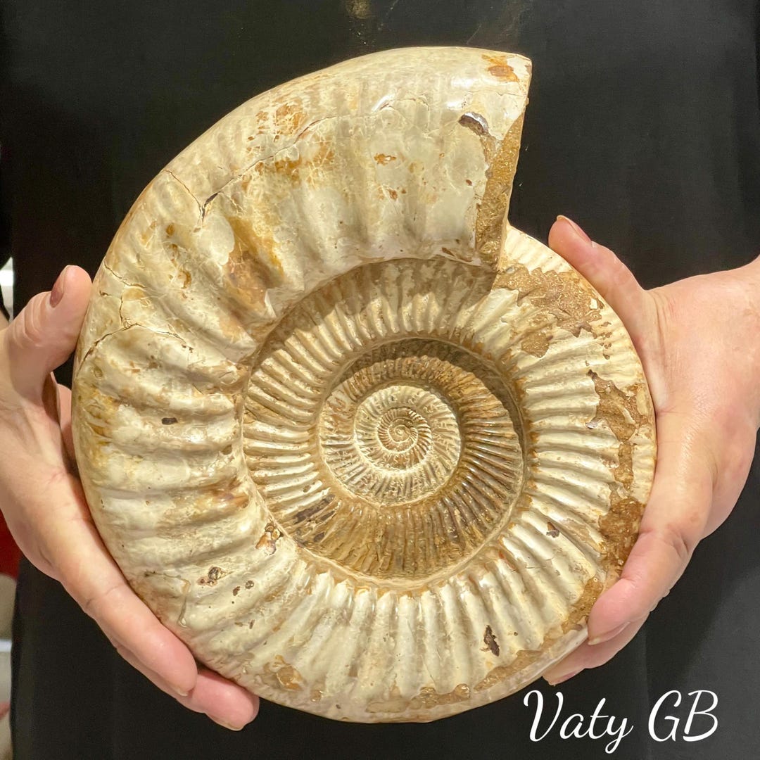 Ammonite Fossil,conch Fossil,ammonite Specimen Science Study of Fossils, Paleontology Geology ...
