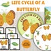 Butterfly Life Cycle Activity. Butterfly Life Cycle Mini Study ...