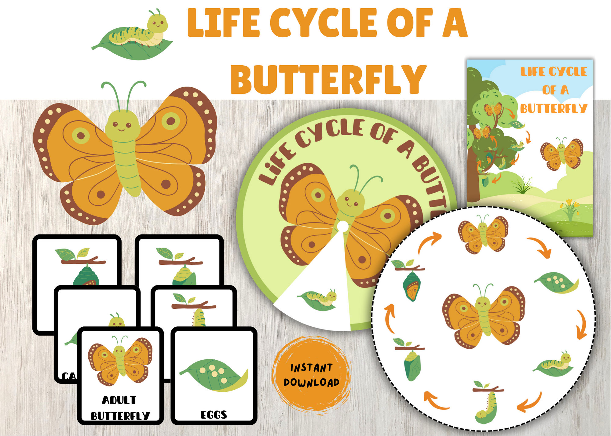Butterfly Life Cycle Activity. Butterfly Life Cycle Mini Study ...