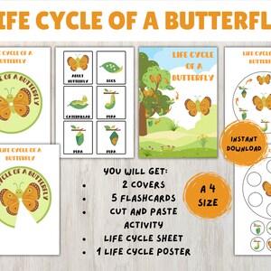 Butterfly Life Cycle Activity. Butterfly Life Cycle Mini Study ...