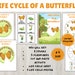 Butterfly Life Cycle Activity. Butterfly Life Cycle Mini Study ...