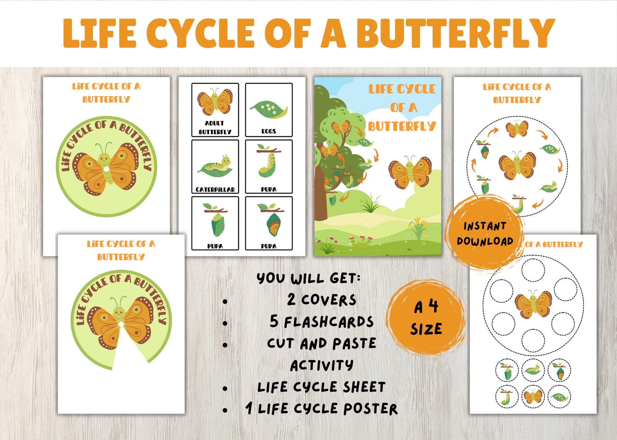 Butterfly Life Cycle Activity. Butterfly Life Cycle Mini Study ...