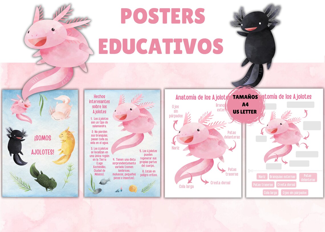 Axolotl Activities Pack in Spanish. Axolotl Mini Study in Spanish ...