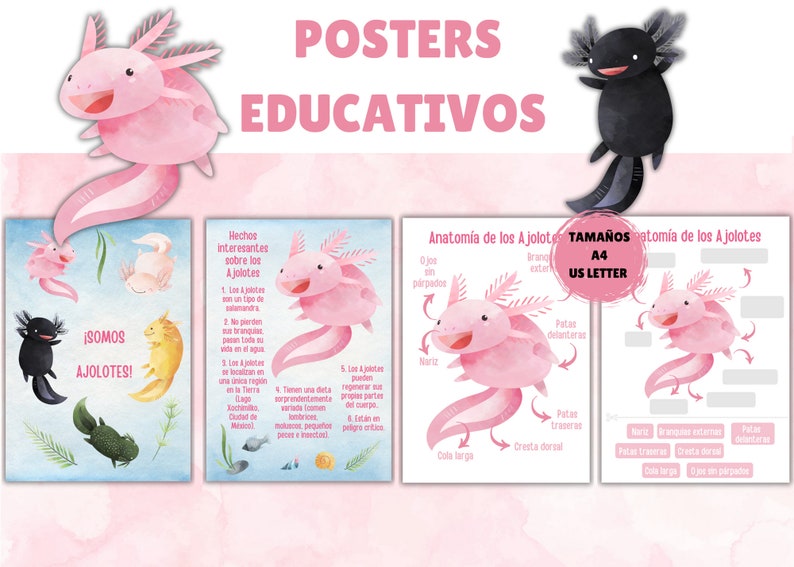Axolotl Activities Pack in Spanish. Axolotl Mini Study in Spanish ...