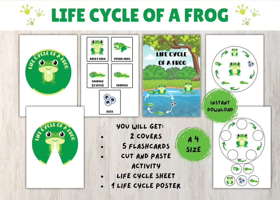 Frog Life Cycle Activity. Frog Life Cycle Mini Study. Frog Flashcards ...