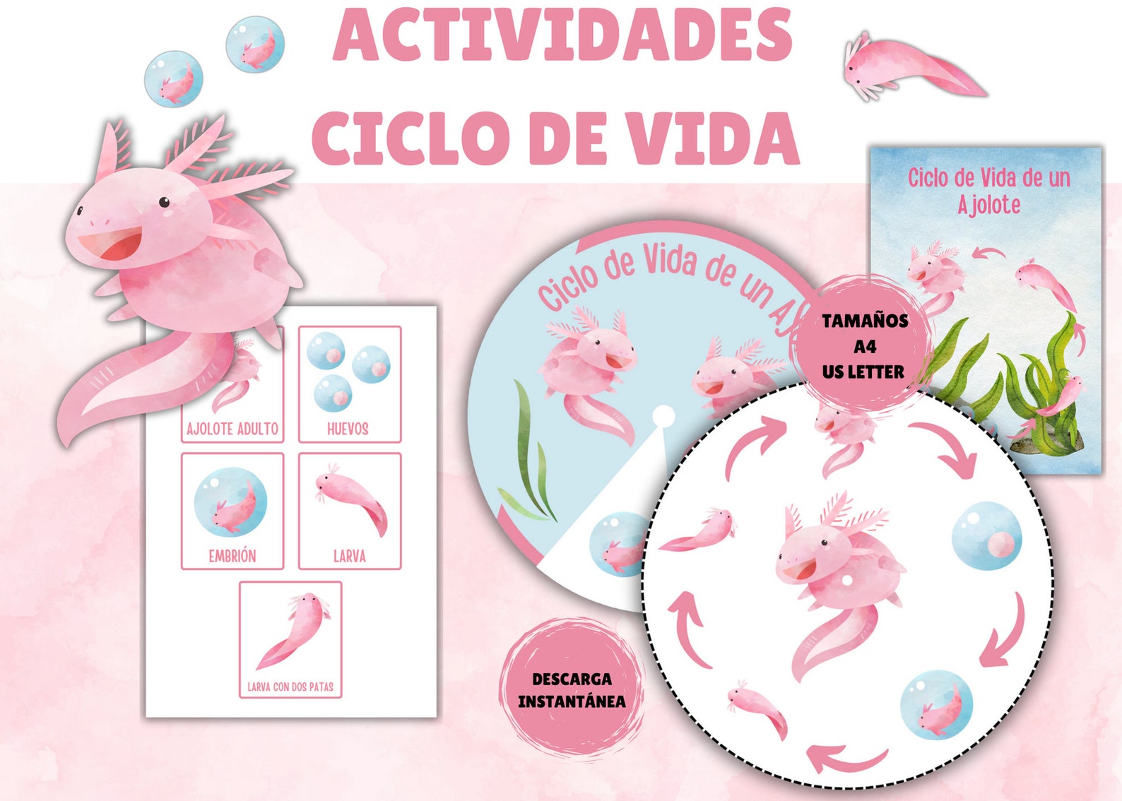 Axolotl Activities Pack in Spanish. Axolotl Mini Study in Spanish ...
