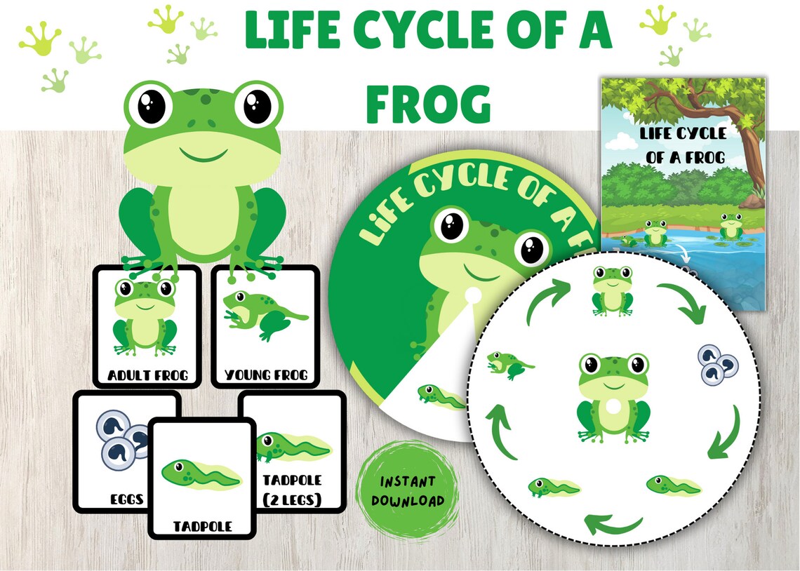 Frog Life Cycle Activity. Frog Life Cycle Mini Study. Frog Flashcards ...