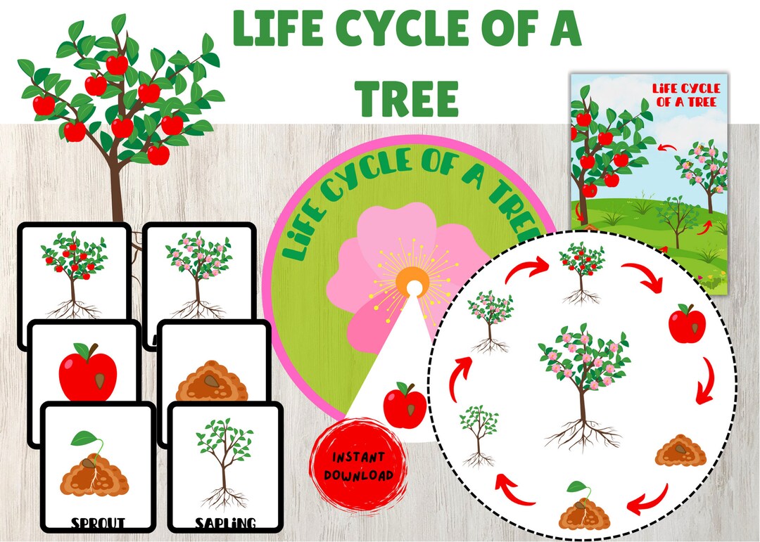 Tree Life Cycle Activity. Tree Life Cycle Mini Study. Tree Flashcards ...